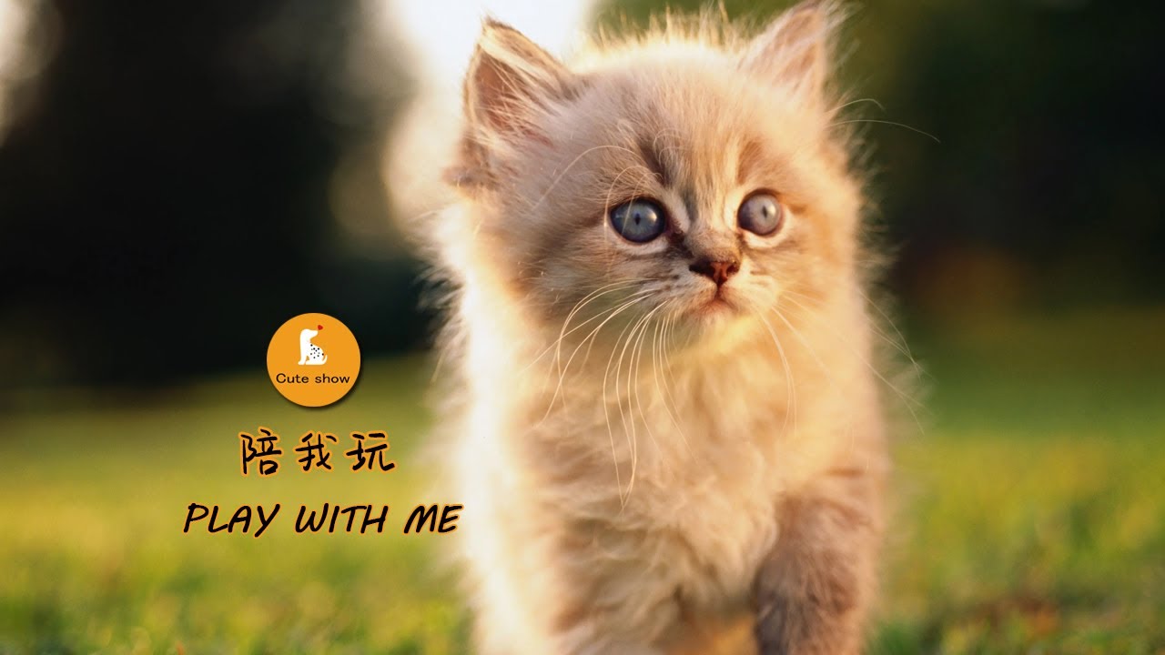 Cute show可爱秀-Cute Pets Collection可爱动物合集. - YouTube