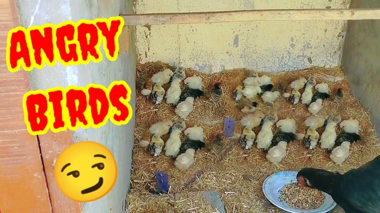 Chicks are angry with Mother 😱😱😱 - YouTube