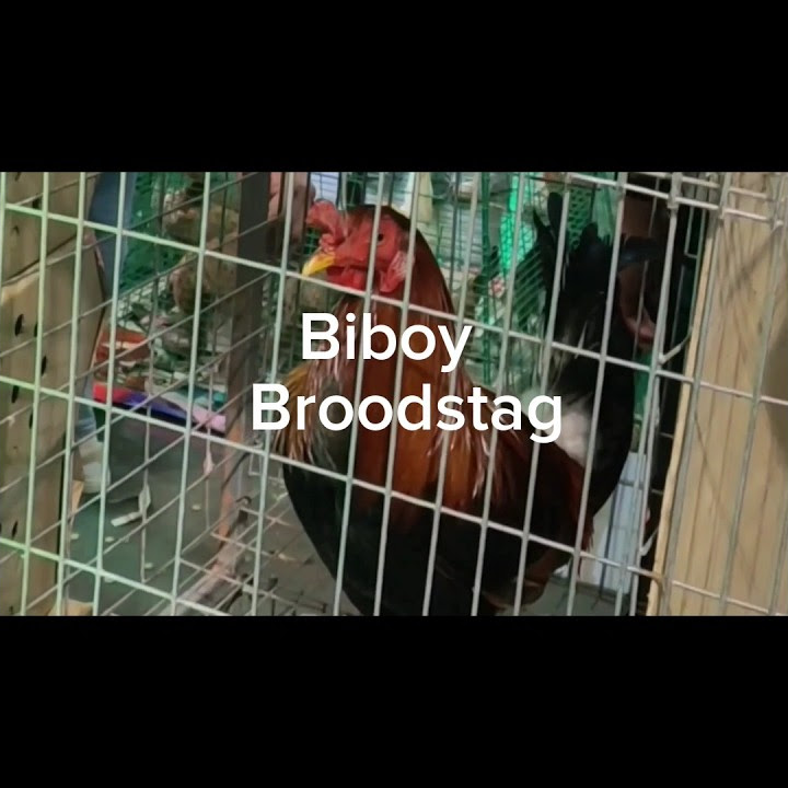 "Biboy Enriquez BroodStag"(DUMS VLOG TV) - YouTube