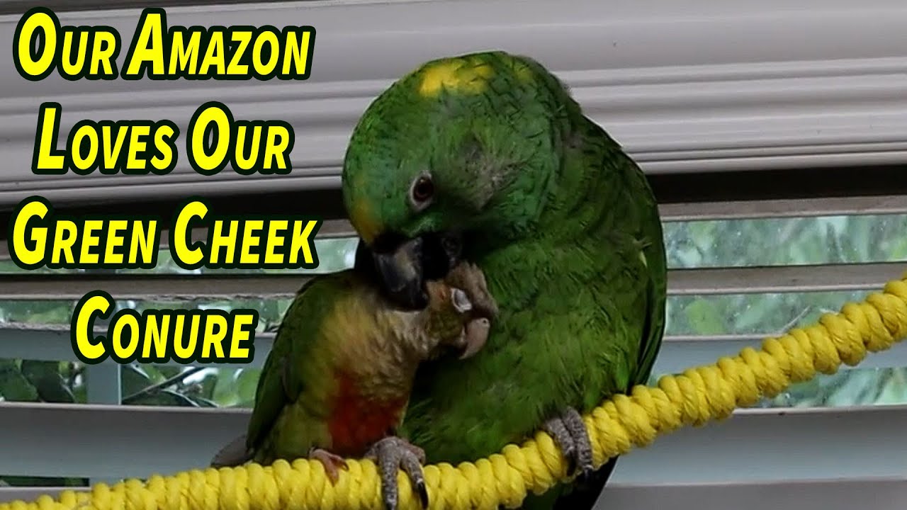 Our Yellow Napped Amazon And Green Cheek Conure Are Best Friends - YouTube
