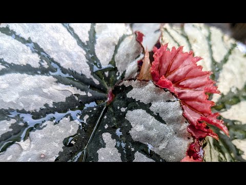 SILVER JEWEL BEGONIA #plantita #begonia #cultivars #plant