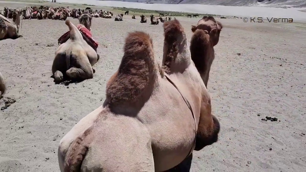 Bactrian Double Hump Mongol Camels at Hunder Sand Dunes, Nubra Valley ...