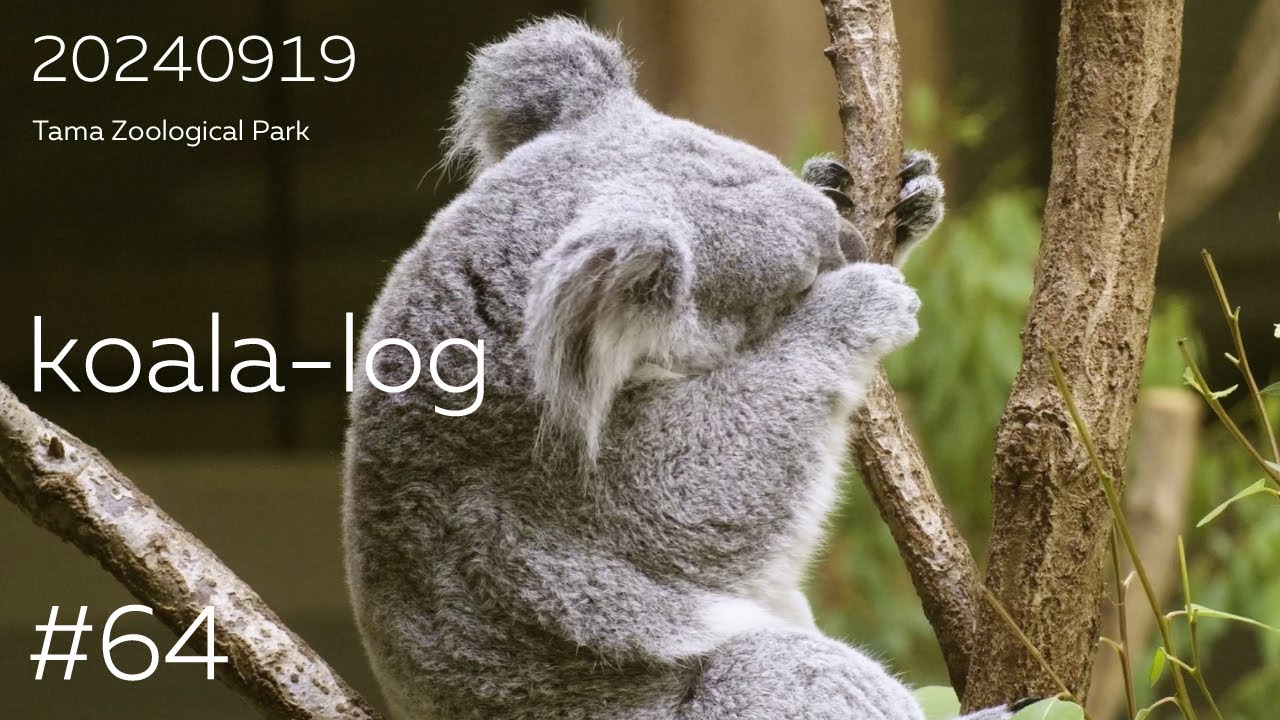 [koala-log] コアラログ #64 多摩動物公園 240919🐨 - YouTube