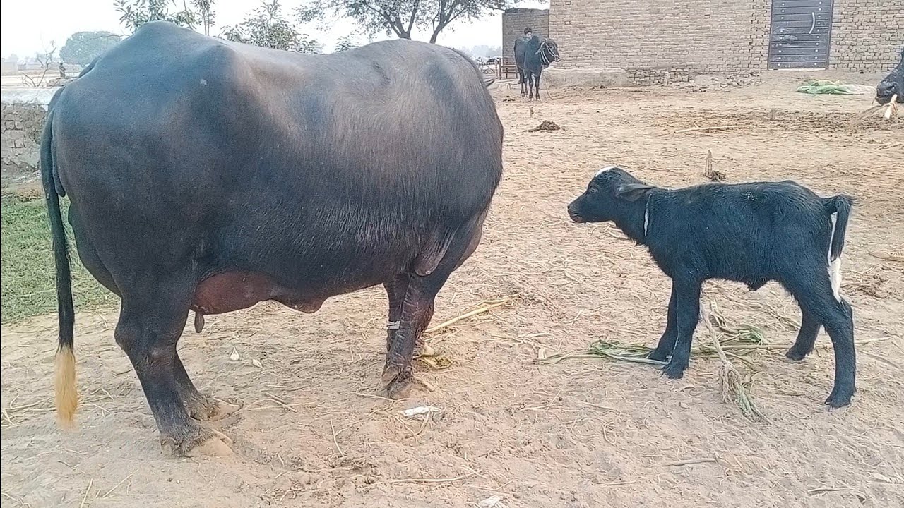 Watch pure neeli buffalo for sale on arifwala 03006537323 _30_11_2023 ...