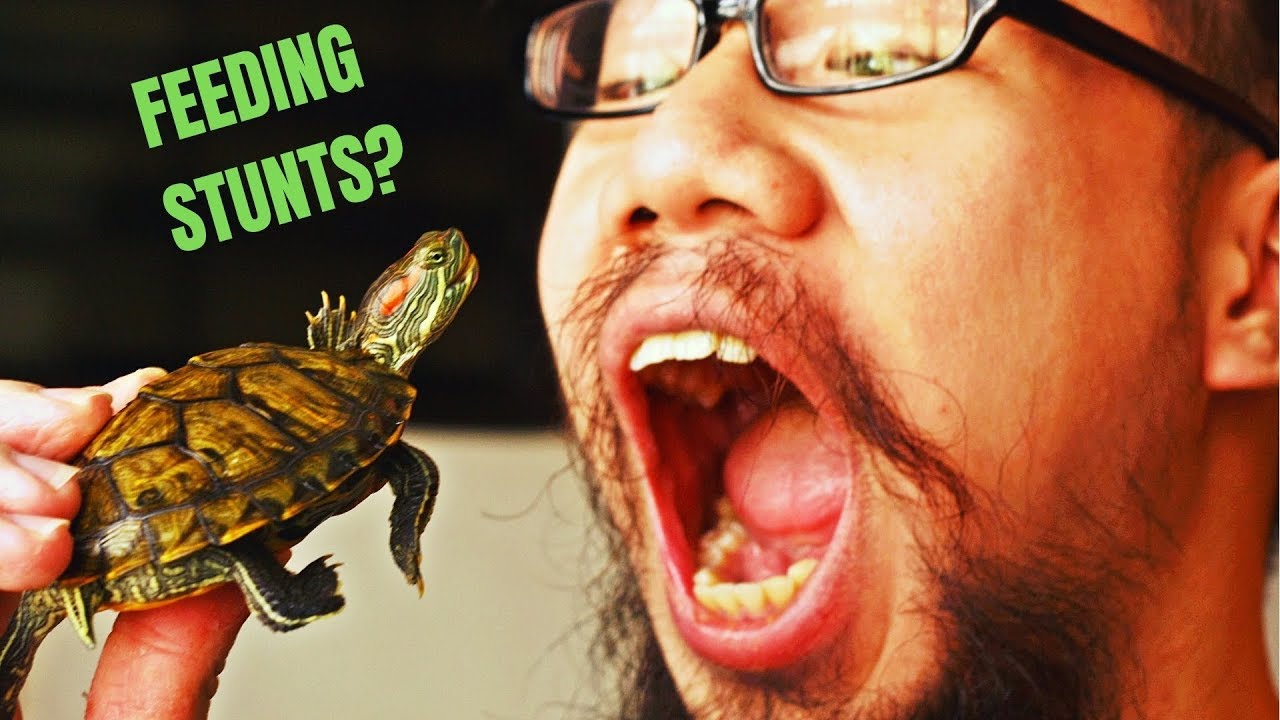 Red Eared Slider Turtles Eating