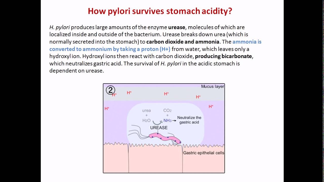 How Helicobacter pylori survives stomach acidity - YouTube