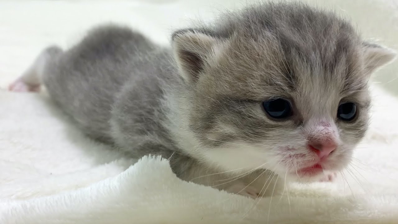 Baby kitten Johnny learns to walk - first steps and meow 10 days after ...