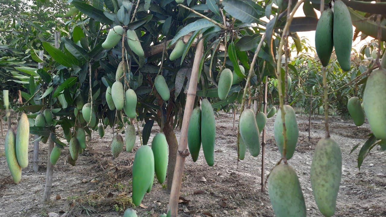 Naogaon's Famous Banana Mangoes || A Beautiful Garden Where Only ...
