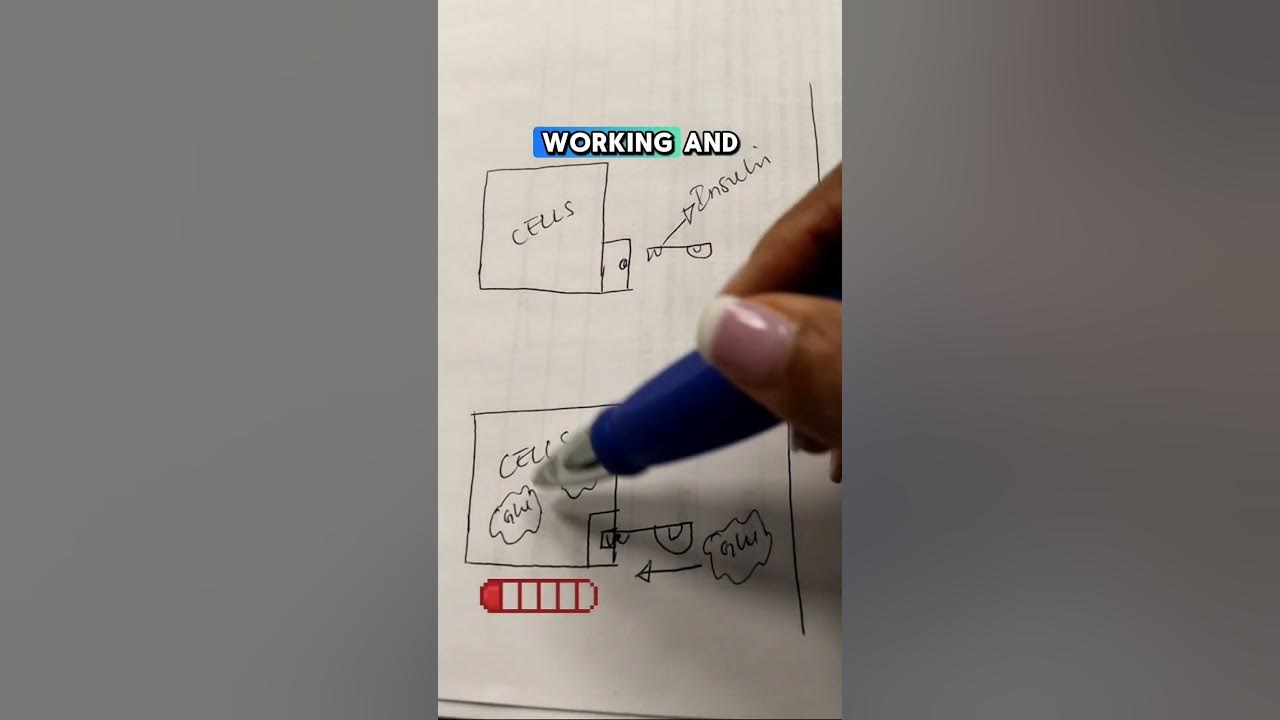 How Does Insulin Resistance Happen? | Visual Explanation - YouTube