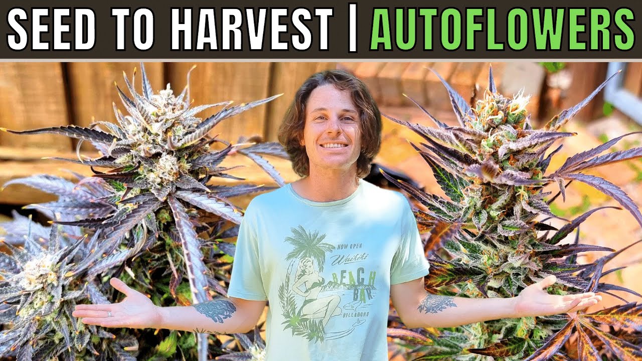 Seed to Harvest Indoor - Autoflower Grow - YouTube