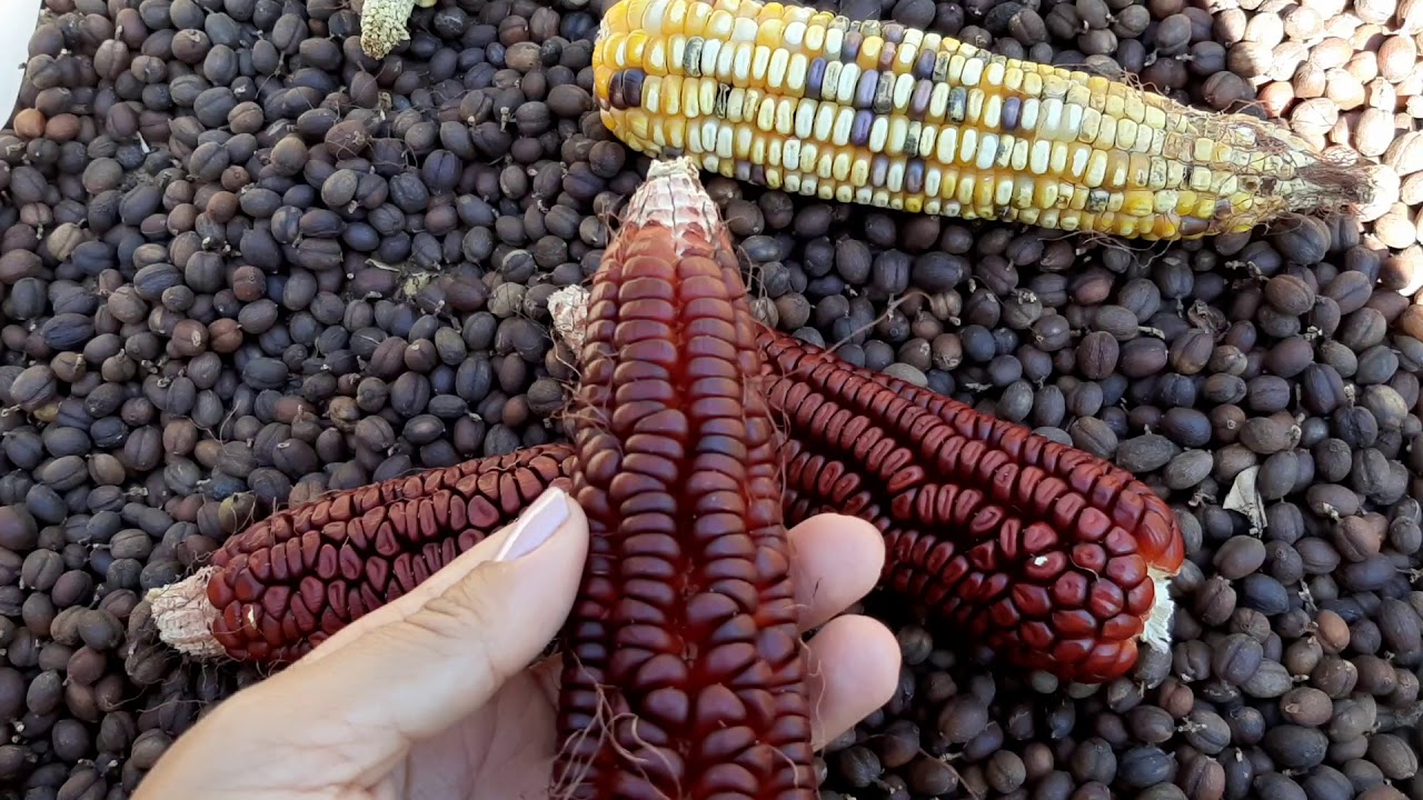 Milho crioulo / milho roxo - YouTube