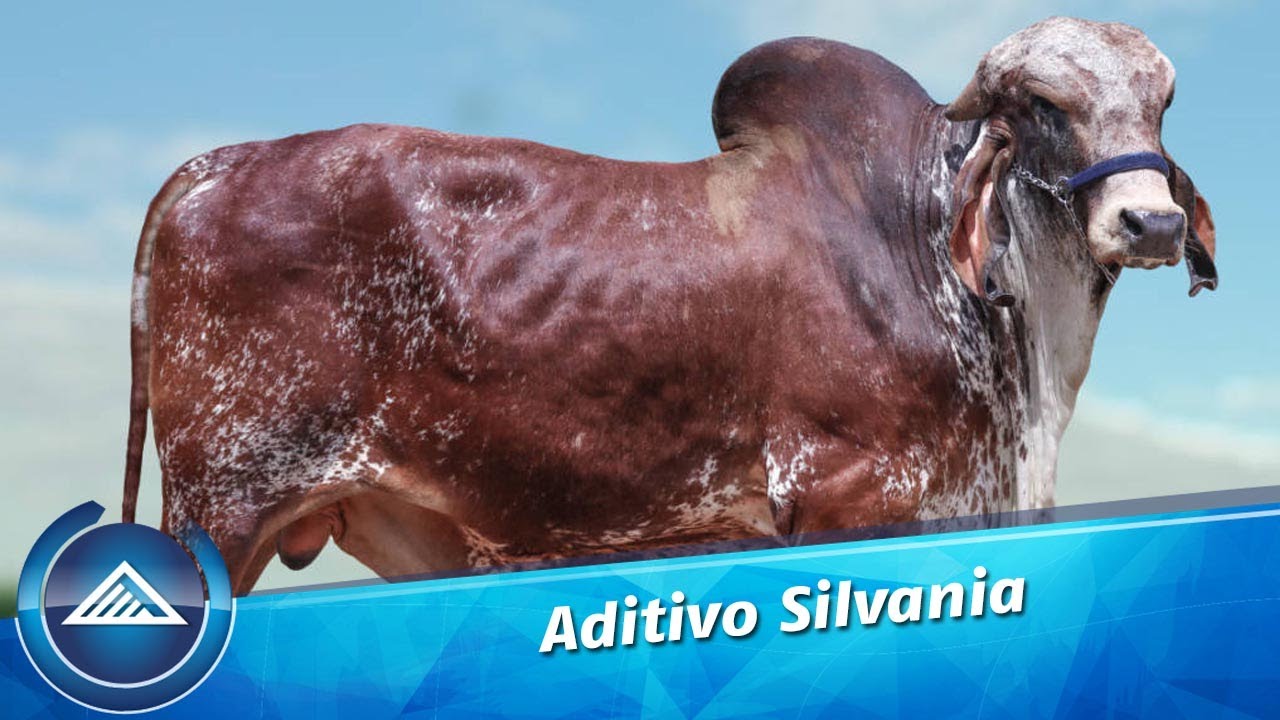 Aditivo Silvania - YouTube