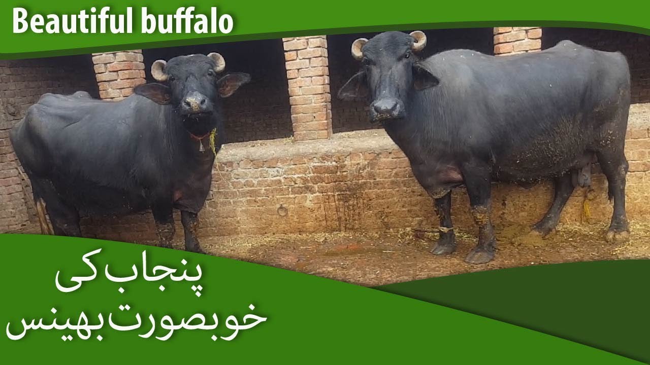 Buffalo farming in punjab | Nile river bufalo | cattle farming in ...