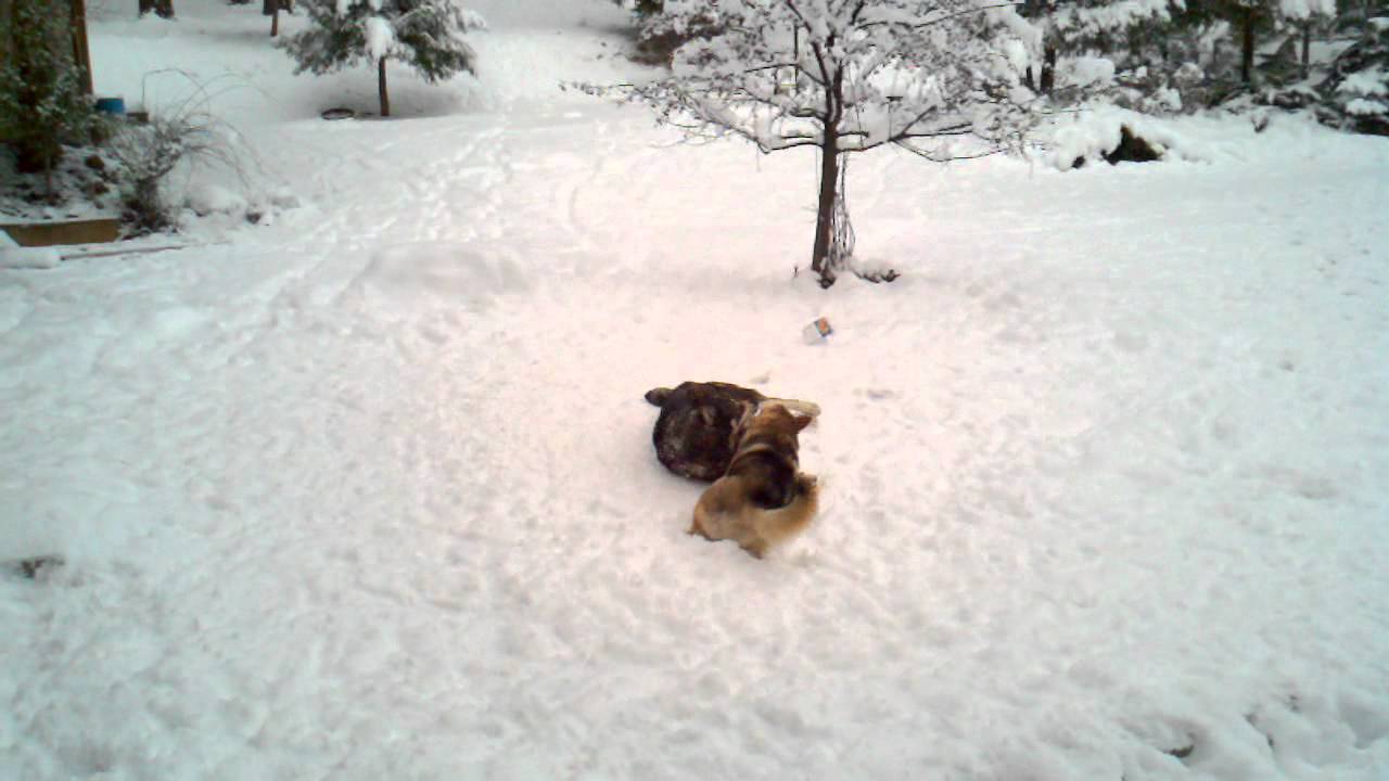 Shika snow video at www.wolfhybridpuppies.com wolf dogs hybrid puppies ...