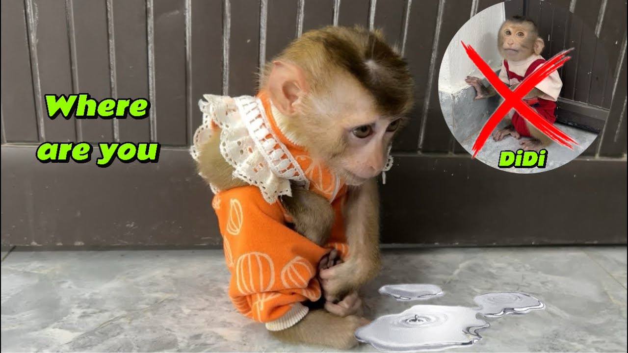 It was sad to see Diana the monkey running off to find her baby monkey ...