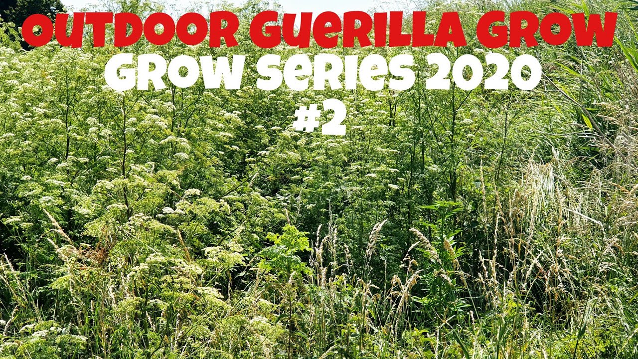 Outdoor Guerilla Grow Series #2 - YouTube