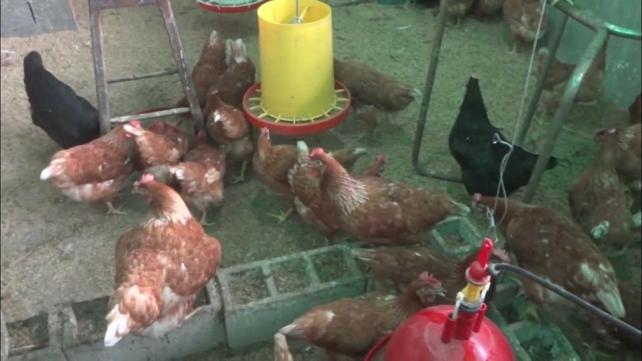 Gallina Ponedoras de Huevos para la venta - YouTube