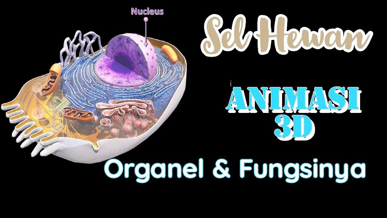 ORGANEL-ORGANEL SEL ANIMASI 3D {beserta Fungsi-fungsinya} - YouTube