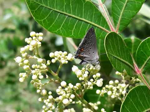 TRAN HONG LE - YouTube