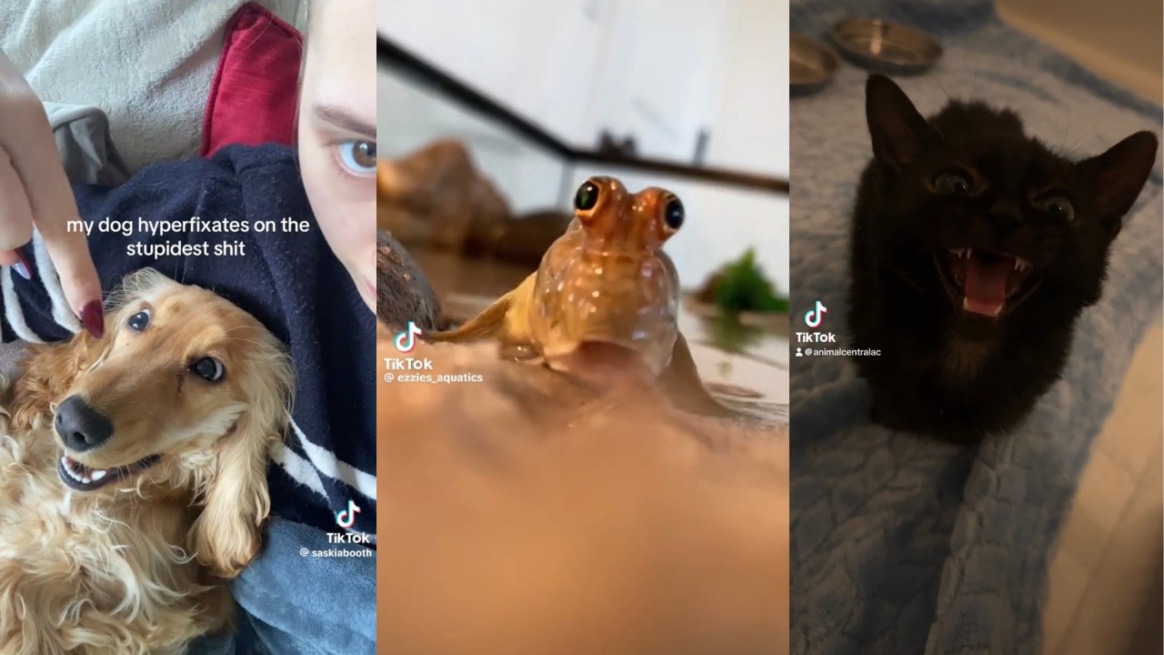 10 Times Animals Proved They Have a Sense of Humor - YouTube