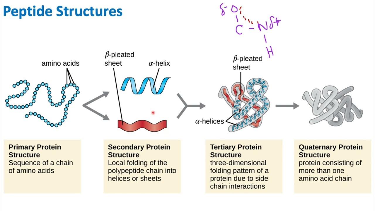 Protein Structures | Biochemistry - YouTube
