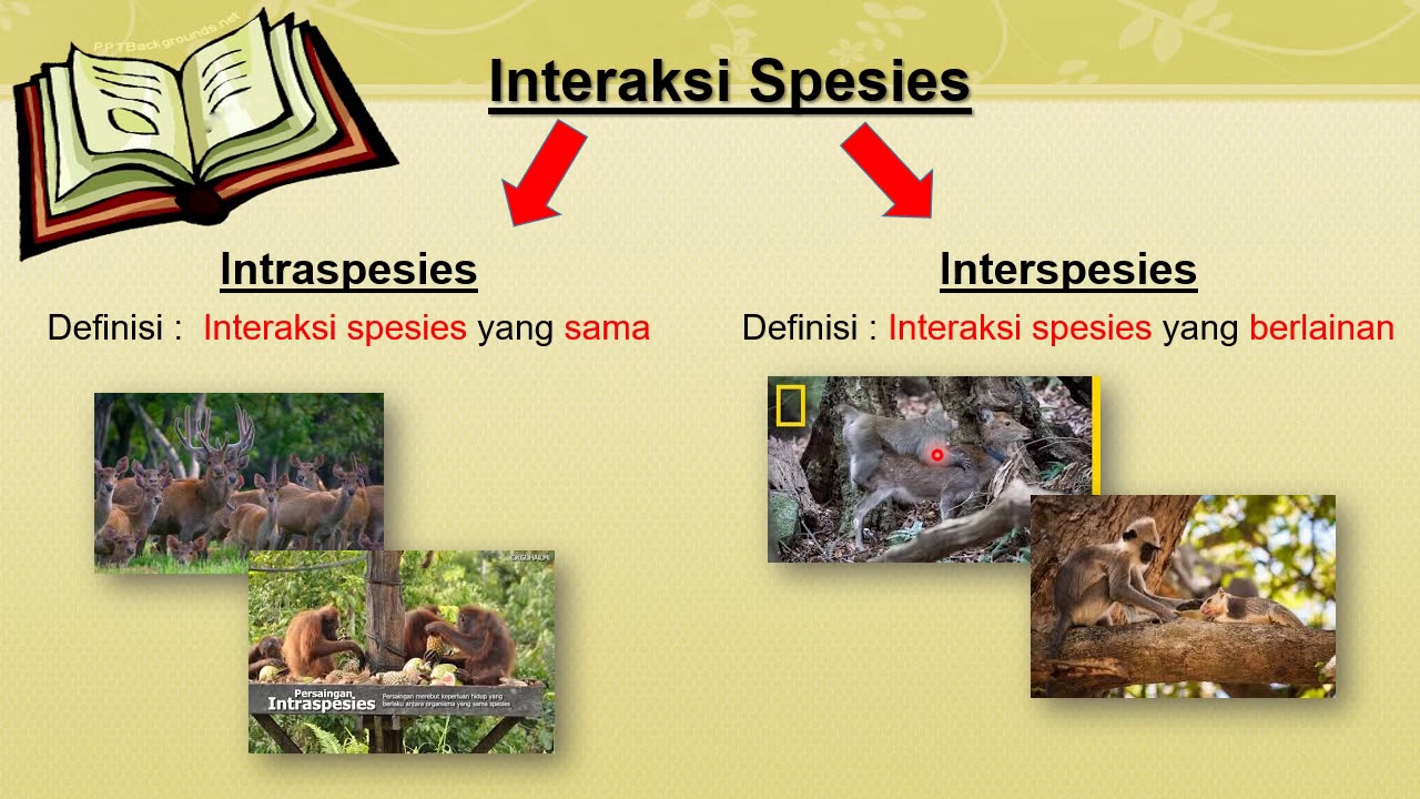 INTERAKSI ANTARA HAIWAN - YouTube