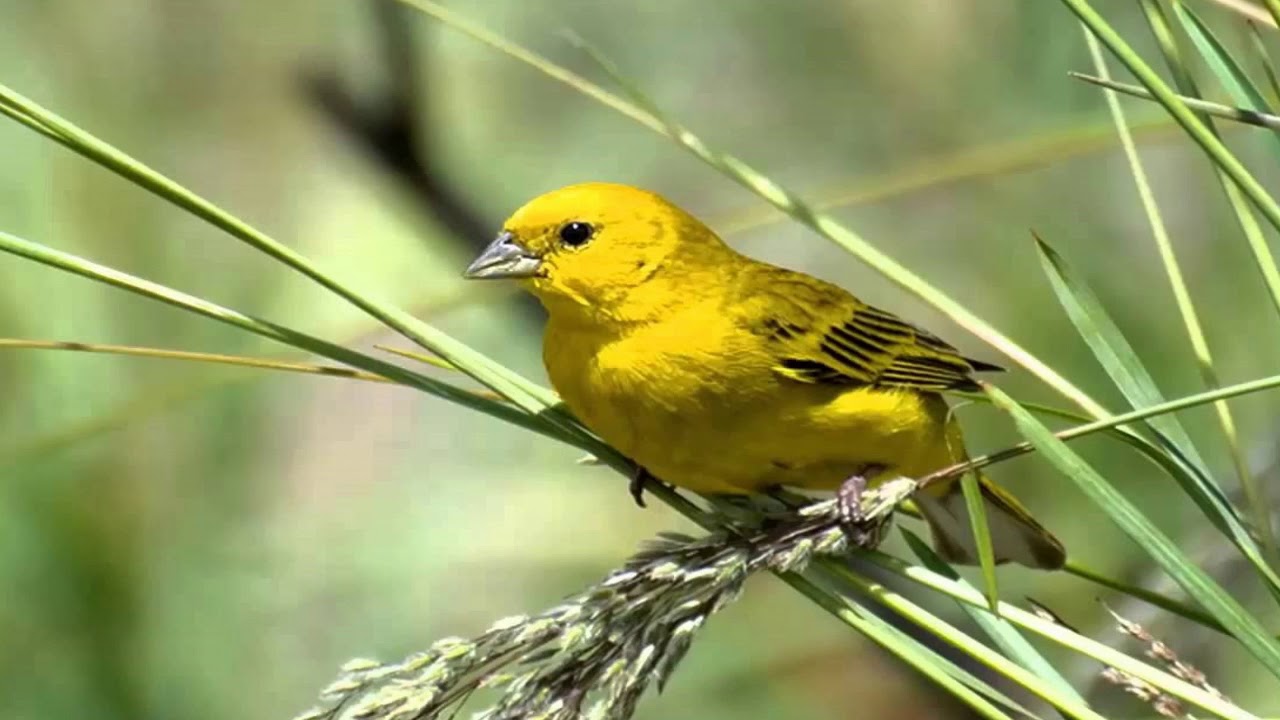 JILGUERO ARGENTINO - El jibaro - CD COMPLETO - YouTube