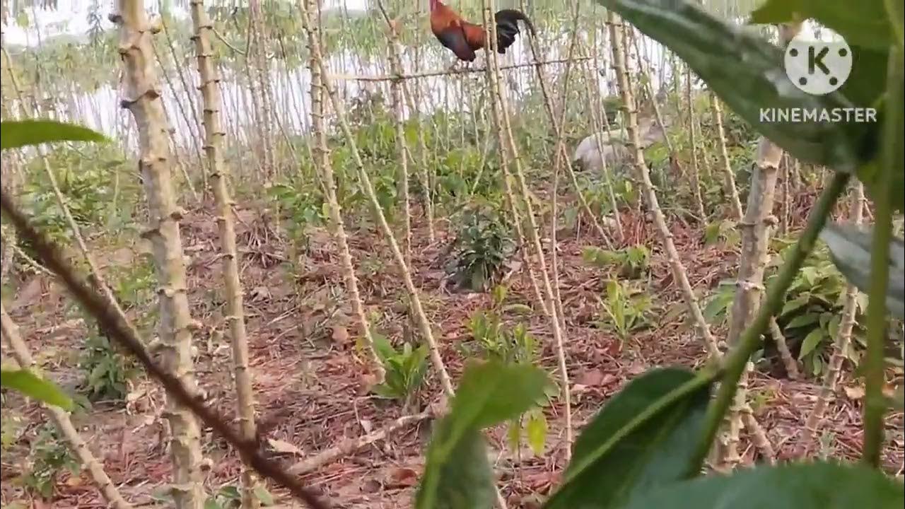 Dib qaib qus tuaj zoo heev nawb pg - YouTube