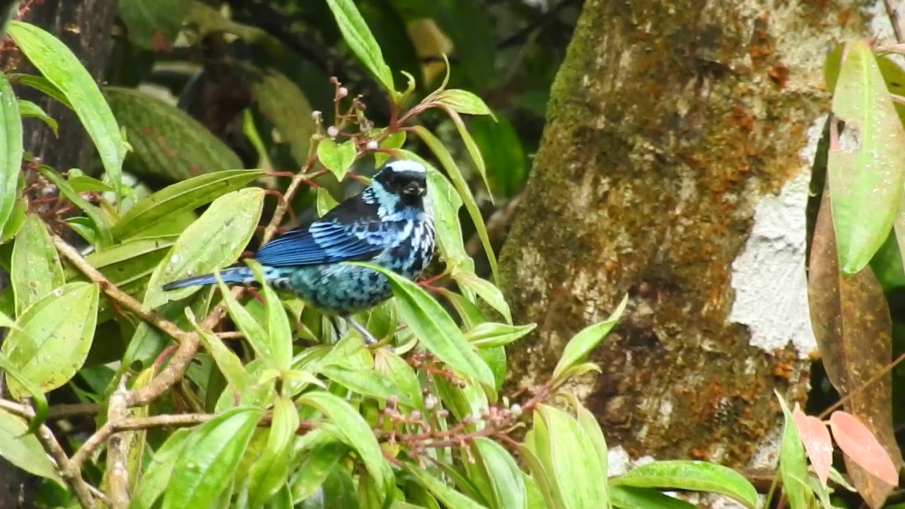 Tangara nigroviridis, Beryl-spangled Tanager, Tangara Berilina - YouTube