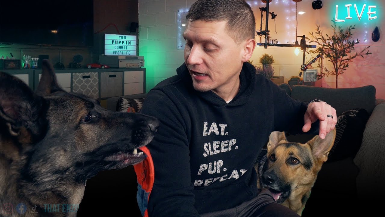 German Shepherd FAQ LIVESTREAM! - YouTube