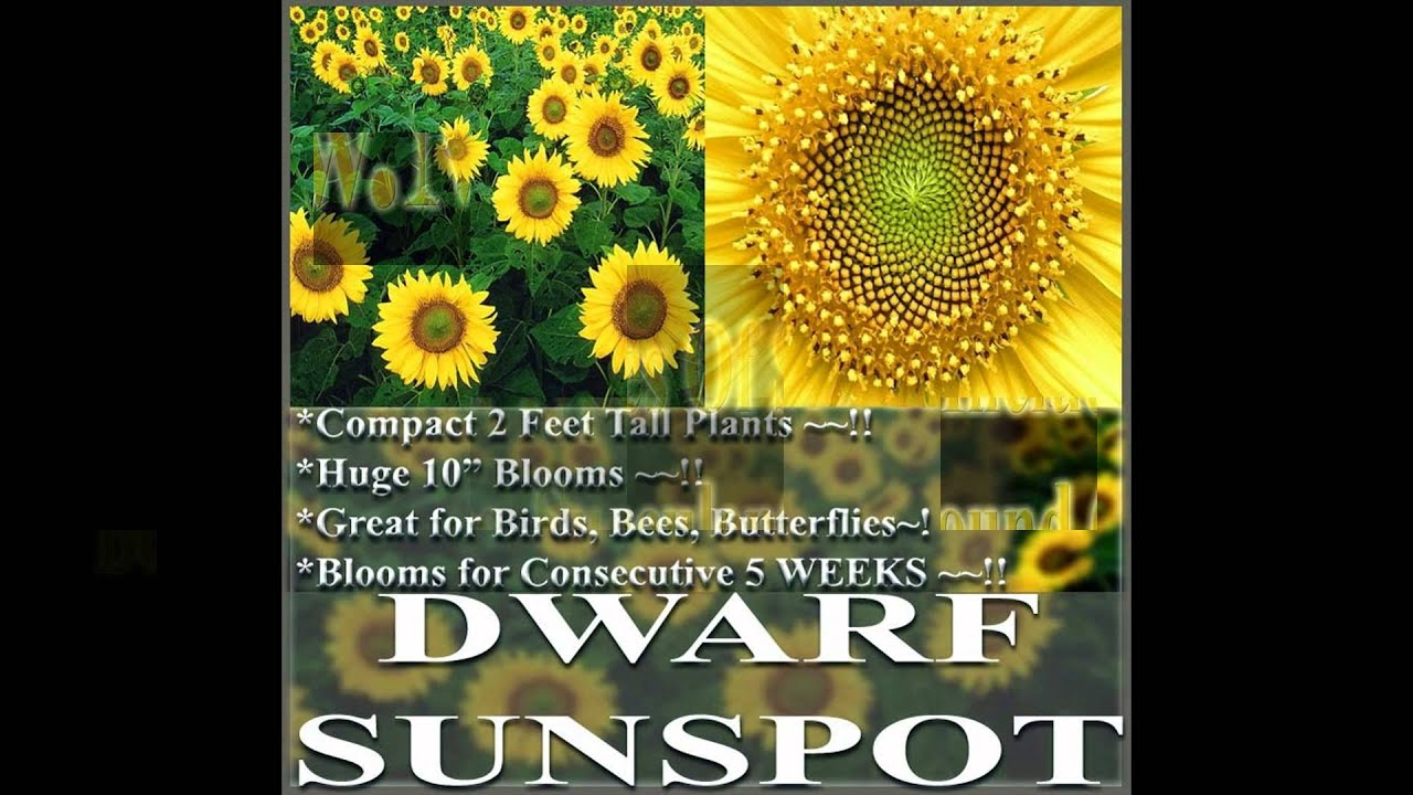 DWARF SUNSPOT SUN SPOT Sunflower, Helianthus annuus FLOWER SEEDS on www ...