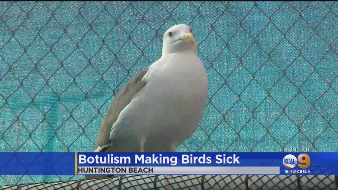 Botulism Making Birds Sick In Huntington Beach - YouTube
