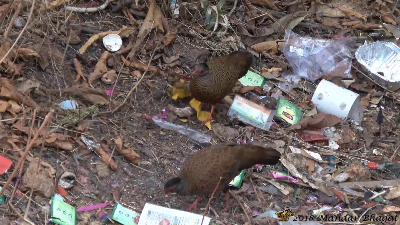 Red Spurfowl (Galloperdix spadicea) Pair, Foraging - YouTube
