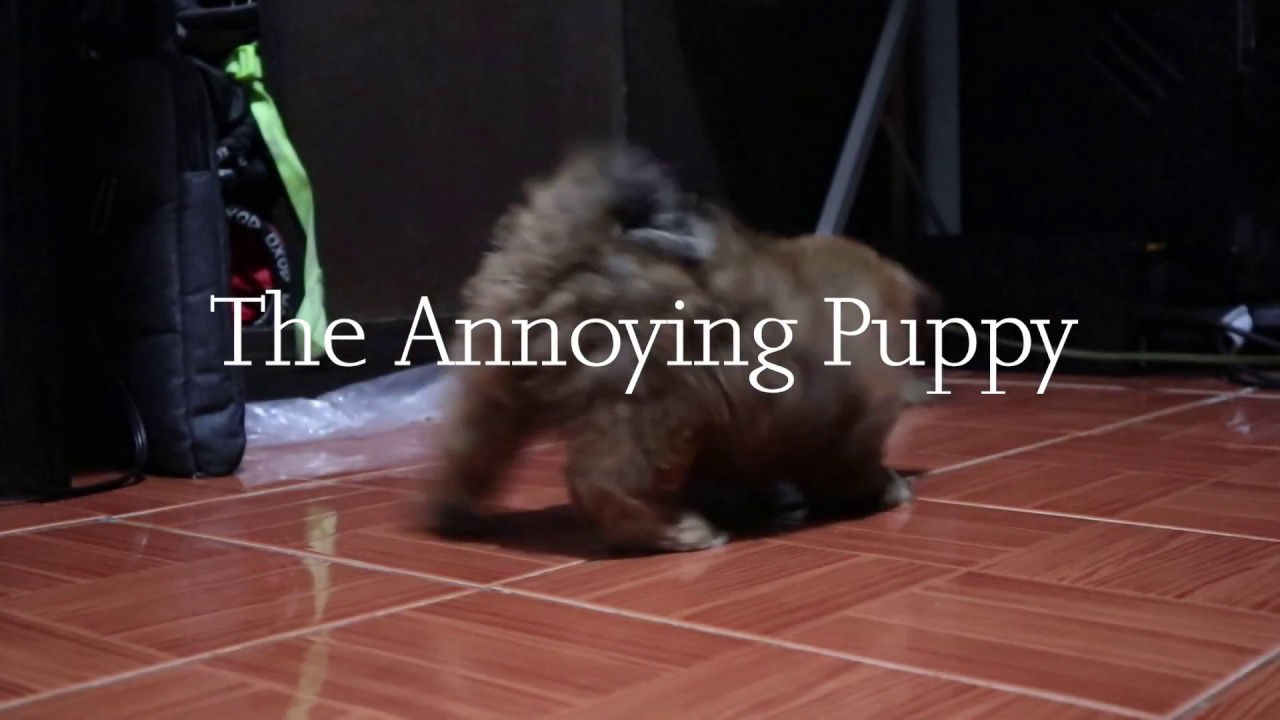 Annoying puppy - YouTube