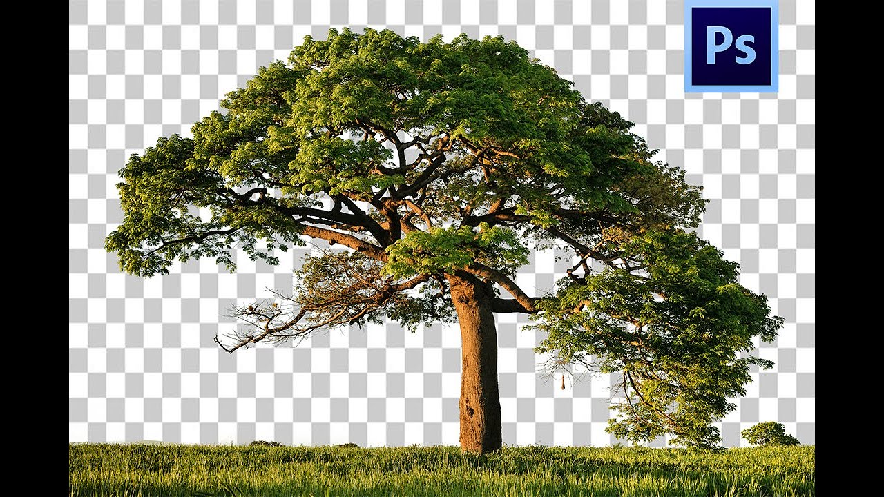 BEST WAY to Cut Out Tree in Photoshop! - YouTube