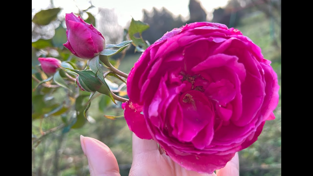 SOME ROSES BLOOM IN DECEMBER - YouTube