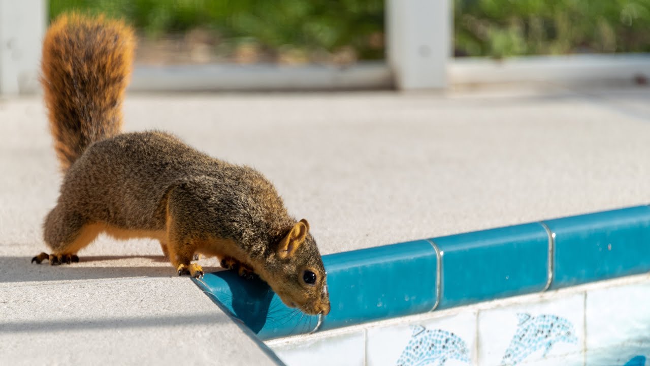 Sophia the Swimming Squirrel #03 - YouTube