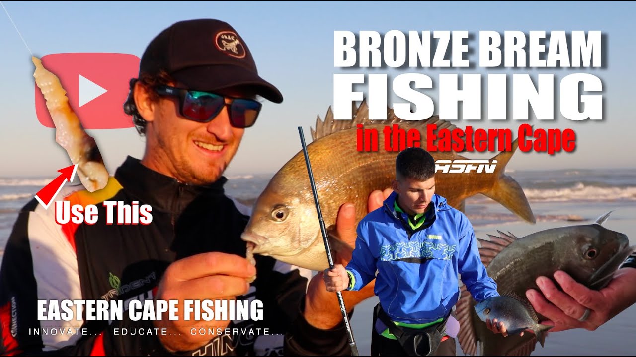 Best eating fish/Bronze Bream | Bronze bream fishing Tips & Techniques ...