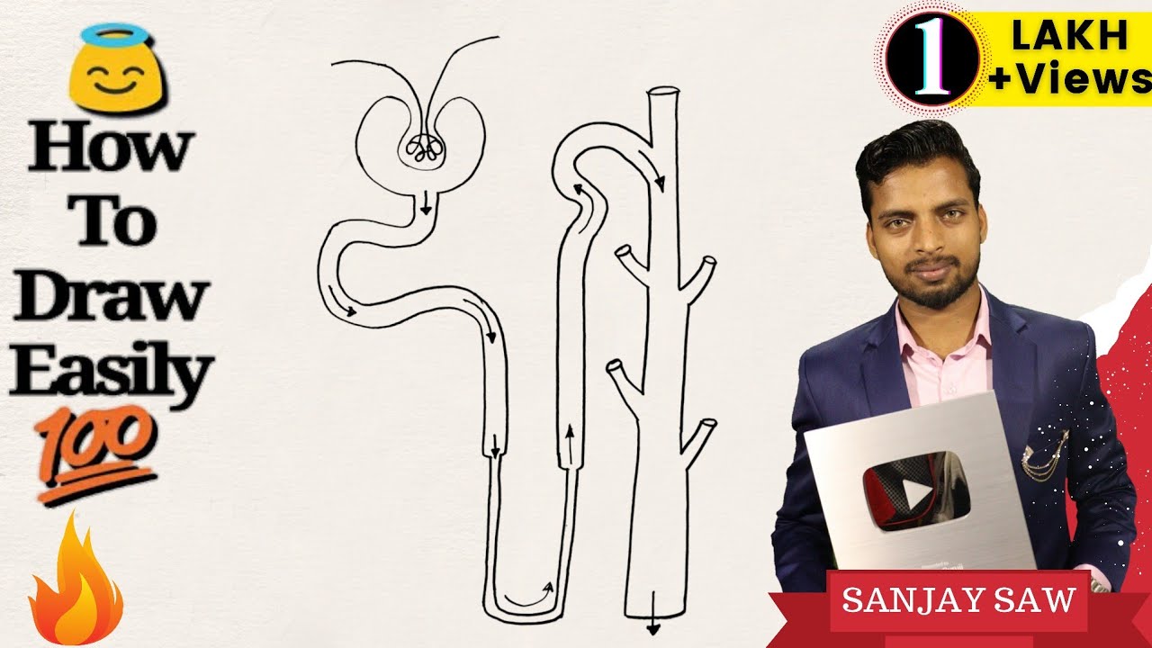 How To Draw Nephron Step By Step For Beginners YouTube How To Draw Nephron Step By Step For Beginners YouTube