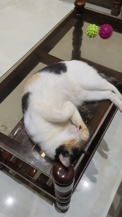 Rolling in catnip - YouTube