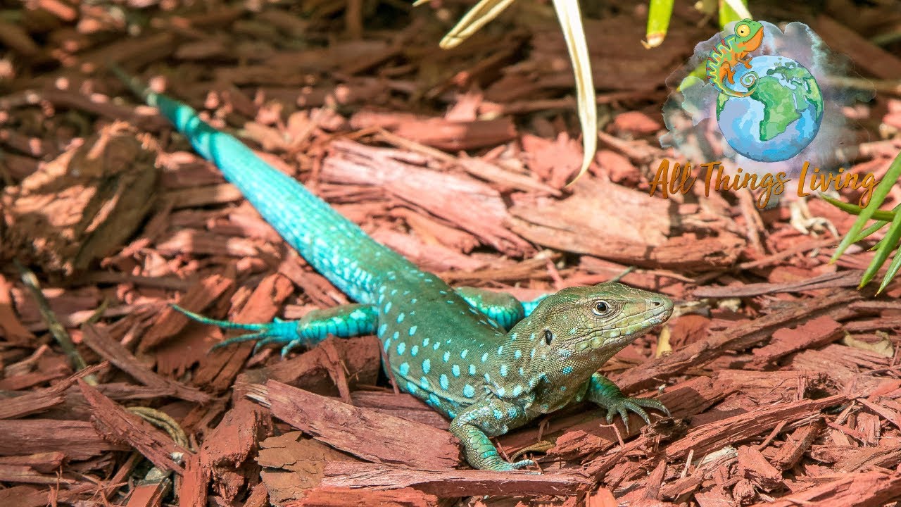 Top 5 Reptile's That Reproduce Without Male's - YouTube