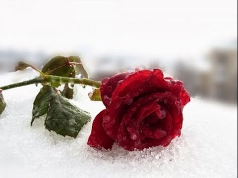 X JAPAN -「ROSE OF PAIN」[PV] (YOSHIKI in Paris, 89) - YouTube Music