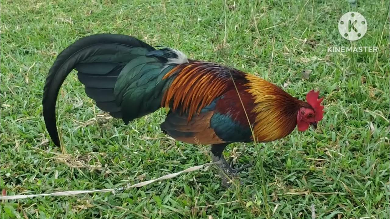 lo peb saib qaib ua ke - YouTube