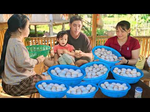 Thu's family has an additional income from the eggs laid by the ducks, and everyone is very happy.