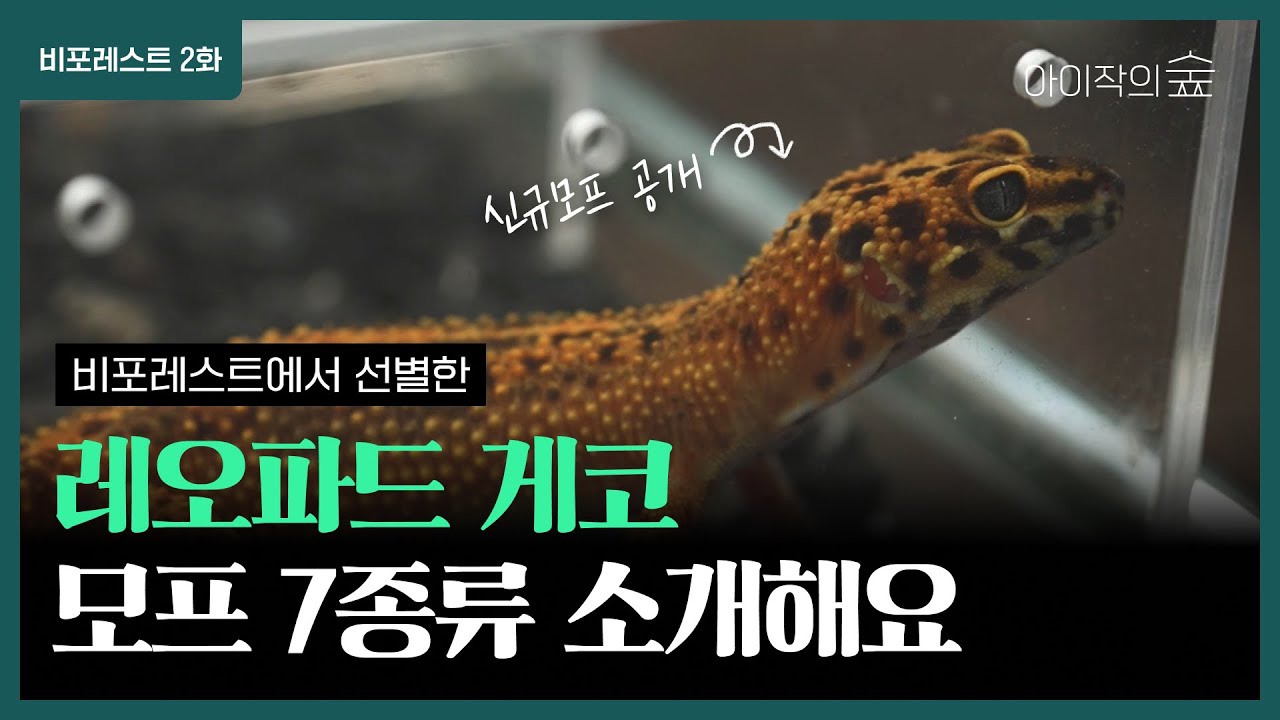 레오파드 게코 모프 총집합 비포레스트에서 브리딩한 신규 모프도 만나보세요 Youtube
