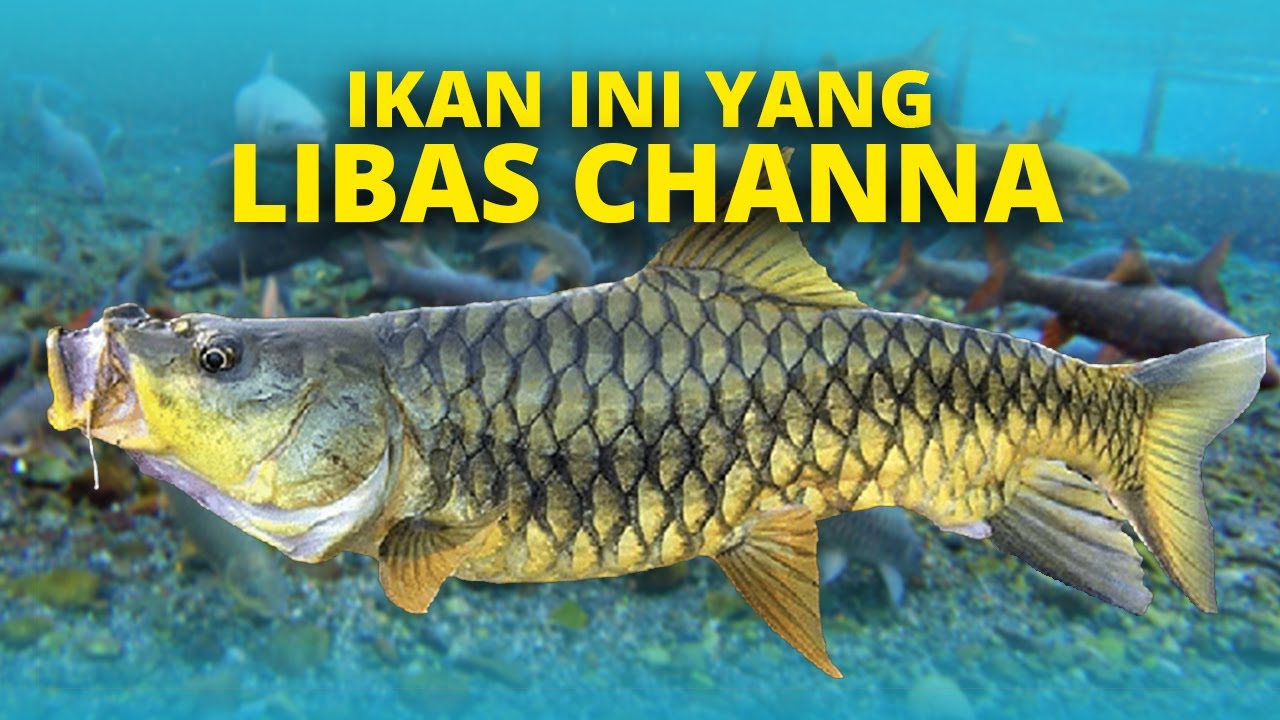 IKAN WADER SULTAN BAKAL NAIK KELAS DAN JADI TREN DI TAHUN INI - YouTube