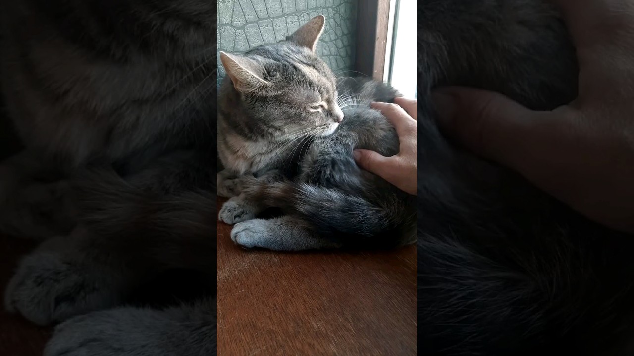 WOW!.. ZENA ARE THOSE SOUNDS COMING FROM YOU?..😆🤣😹😻#shorts #love # ...