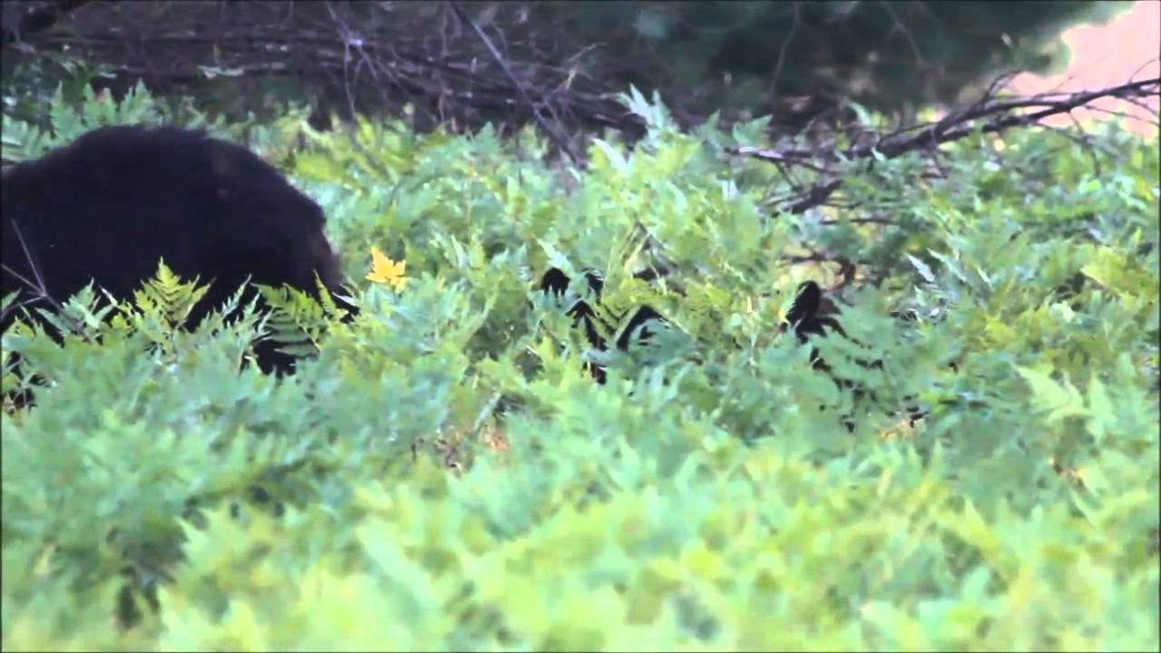 Blueberry bears - YouTube