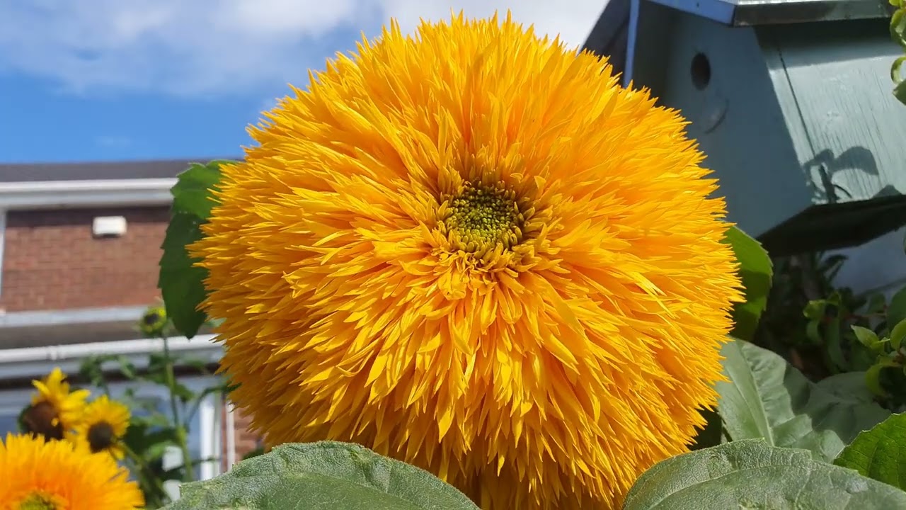 Sunflower Sun King - YouTube