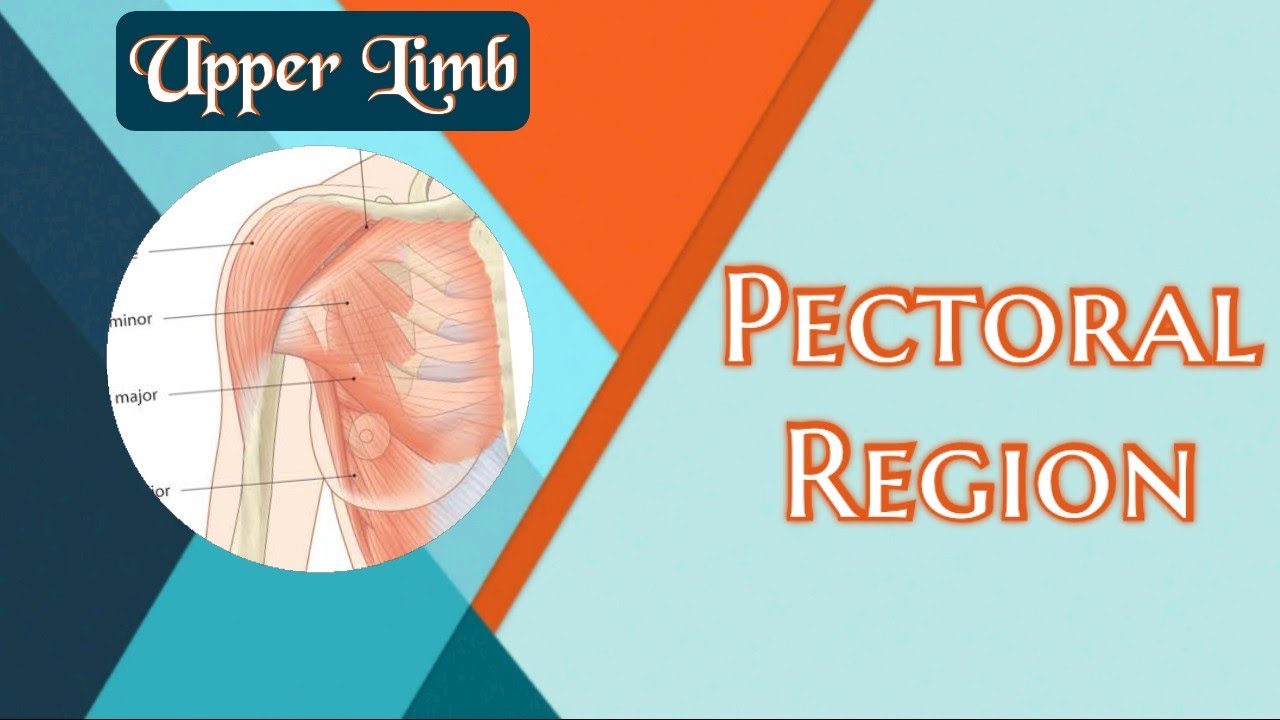 10 || Upper Limb || Pectoral Region - YouTube